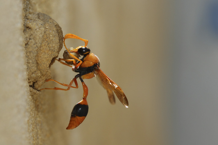 Australian Hornet And Huntsman Spider Duke It Out