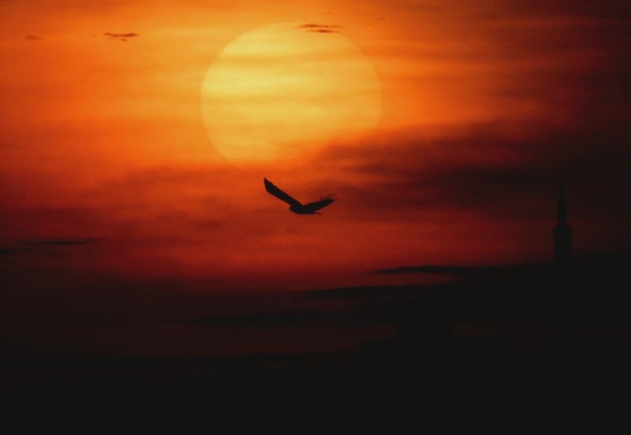 Australian Predator Birds Hunt By Spreading Fires
