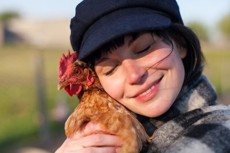 Stop Hugging Your Pet Chickens Or You WiIl Get Salmonella