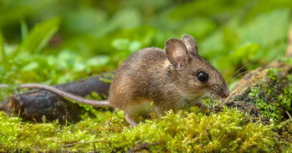 New Zealand Has Killed Off 200,000 Mice From A Single Island