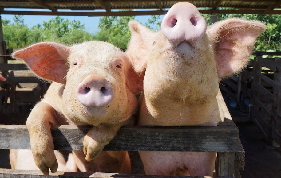 Scientists Keep Pig Brains Alive Outside The Body