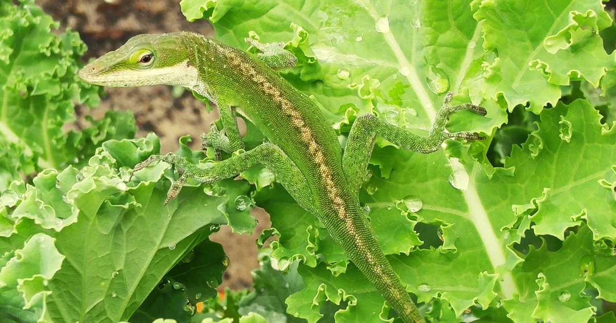 Lizard Archives - Mandatory