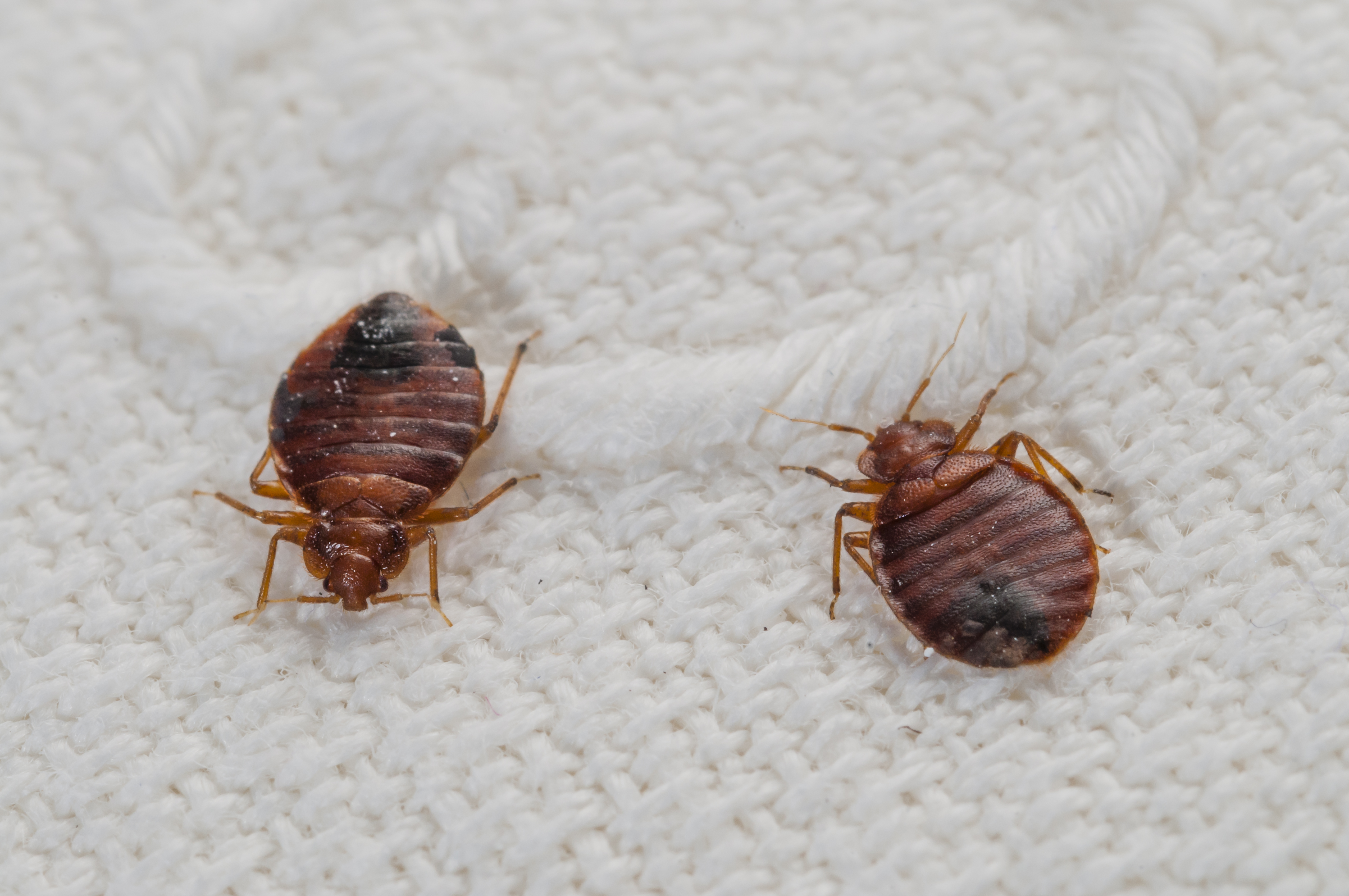 Family Wins $1.6 Million Lawsuit Over Bed Bugs Nightmare