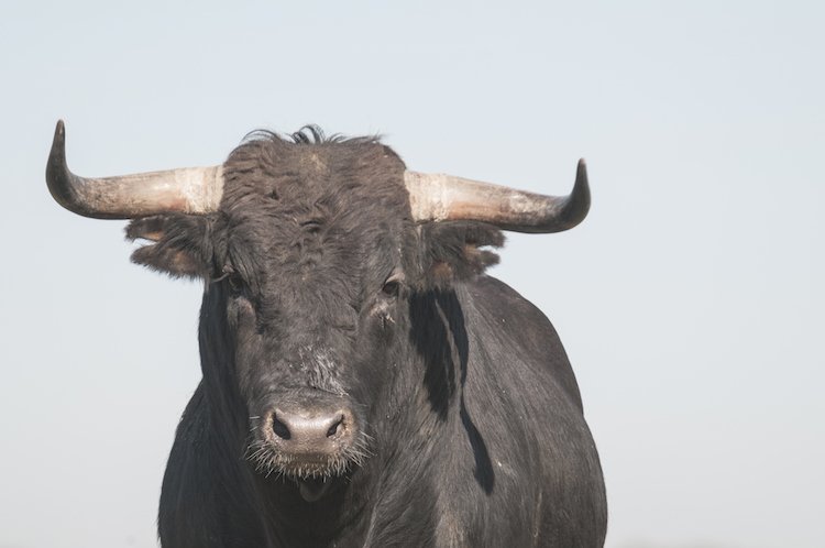 Matador Receives Karma As He's Gored In The Butt By Bull