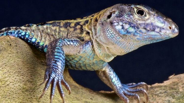 Iran Accuses U.S. of Espionage, using "Special Lizard" Spies.