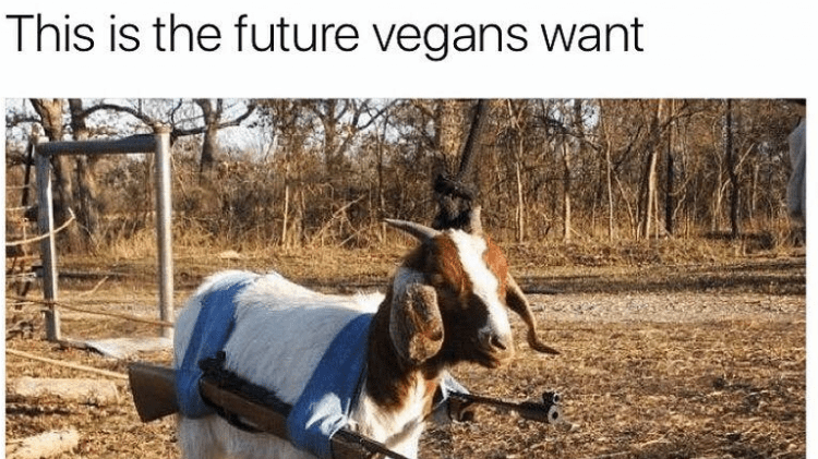 Memes Show Similarities Between Humans And Animals - Mandatory