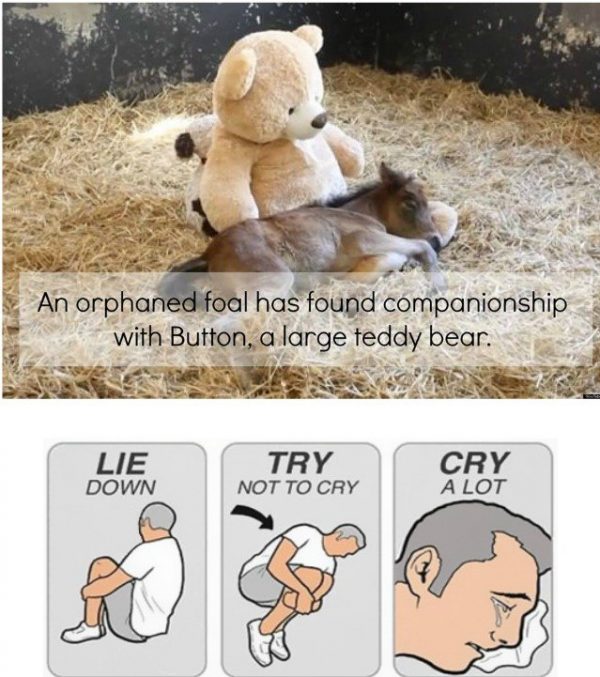 Try Not To Cry Memes Are Nothing To Laugh About - Mandatory