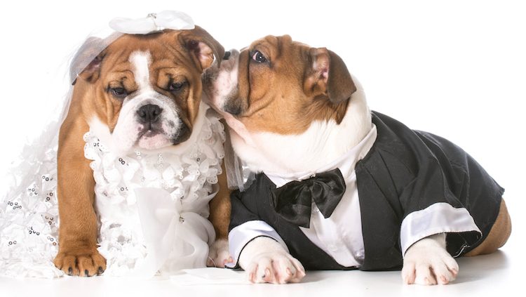 Whoopi Goldberg's Grand-Dogs Had A Luxe Wedding - Mandatory