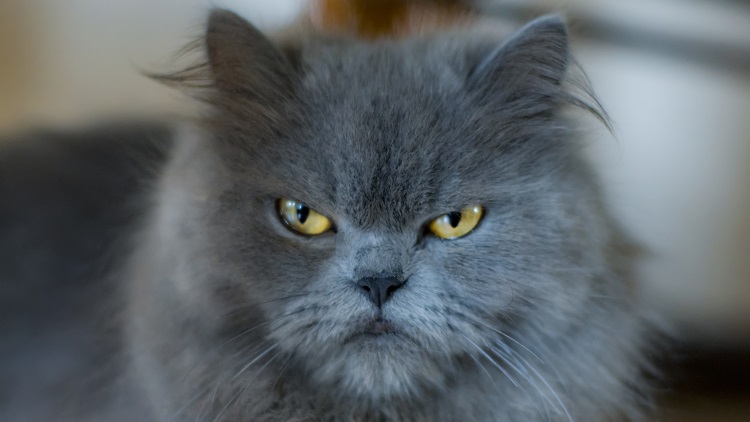 19 GIFs That Prove Cats Are Purrly A-Holes - Mandatory