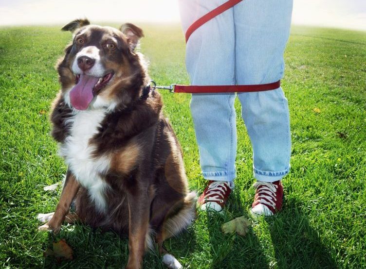 12 Tips For Keep These Hilariously Derpy Dogs Safe in the Summer