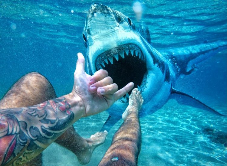 The Best Beers To Take A Bite Out Of Shark Week - Mandatory