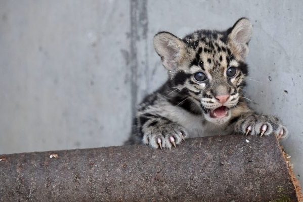 Farewell Friends: 10 Animals That Went Extinct in the Last Decade