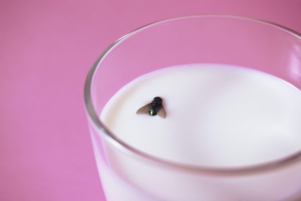 Insect Fat as the New Dairy Substitute? Joaquin Phoenix Was Right ...