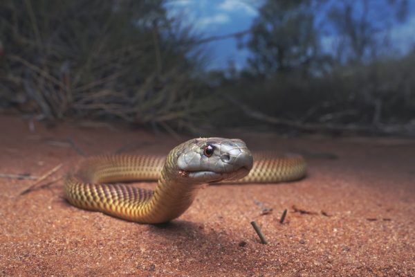 Researchers Explain Just How Flying Snakes Glide (Wait, There Are ...