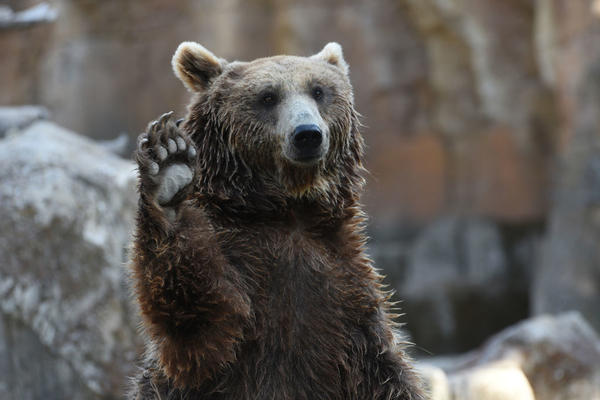 Nunchuck Bear Is Going to Twitter Trend His Way into His Own TV Series