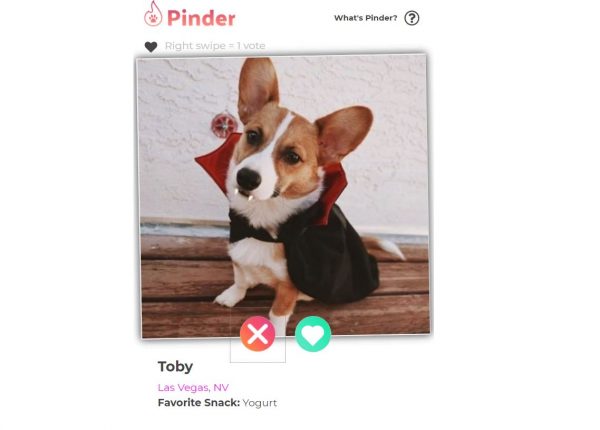New Doggy Dating App Pinder Helps Your Pooch Find Love (Or at the Least ...