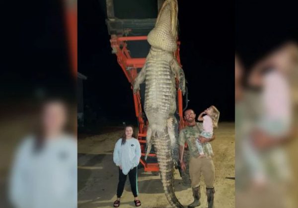 Meanwhile In Florida: Man Catches 1000-Pound Gator, Claims It ‘Stalked ...