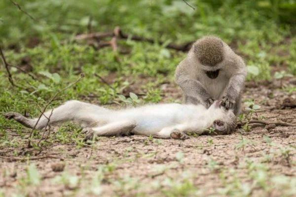 Monkey Giving CPR Was Actually Recreating ‘The Sandlot’ Classic Scene