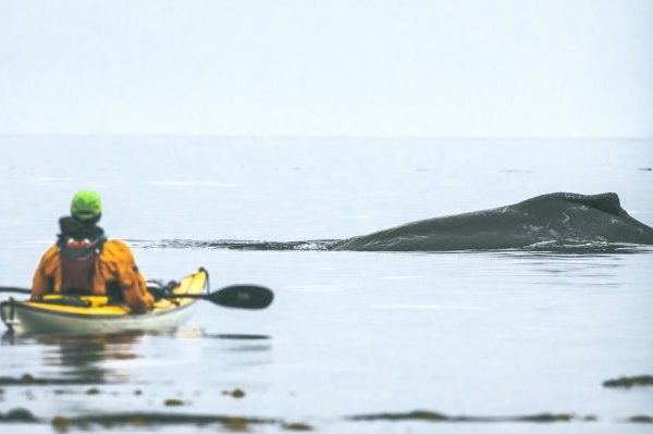 Kayakers Get Ride of Their Lives After Ending Up in Mouth of Humpback ...