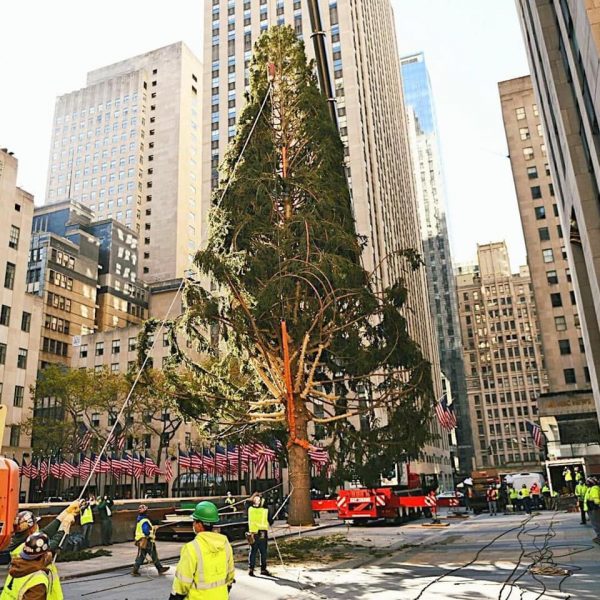 Rockefeller Center Christmas Tree Is as Beaten Down by 2020 as the Rest ...