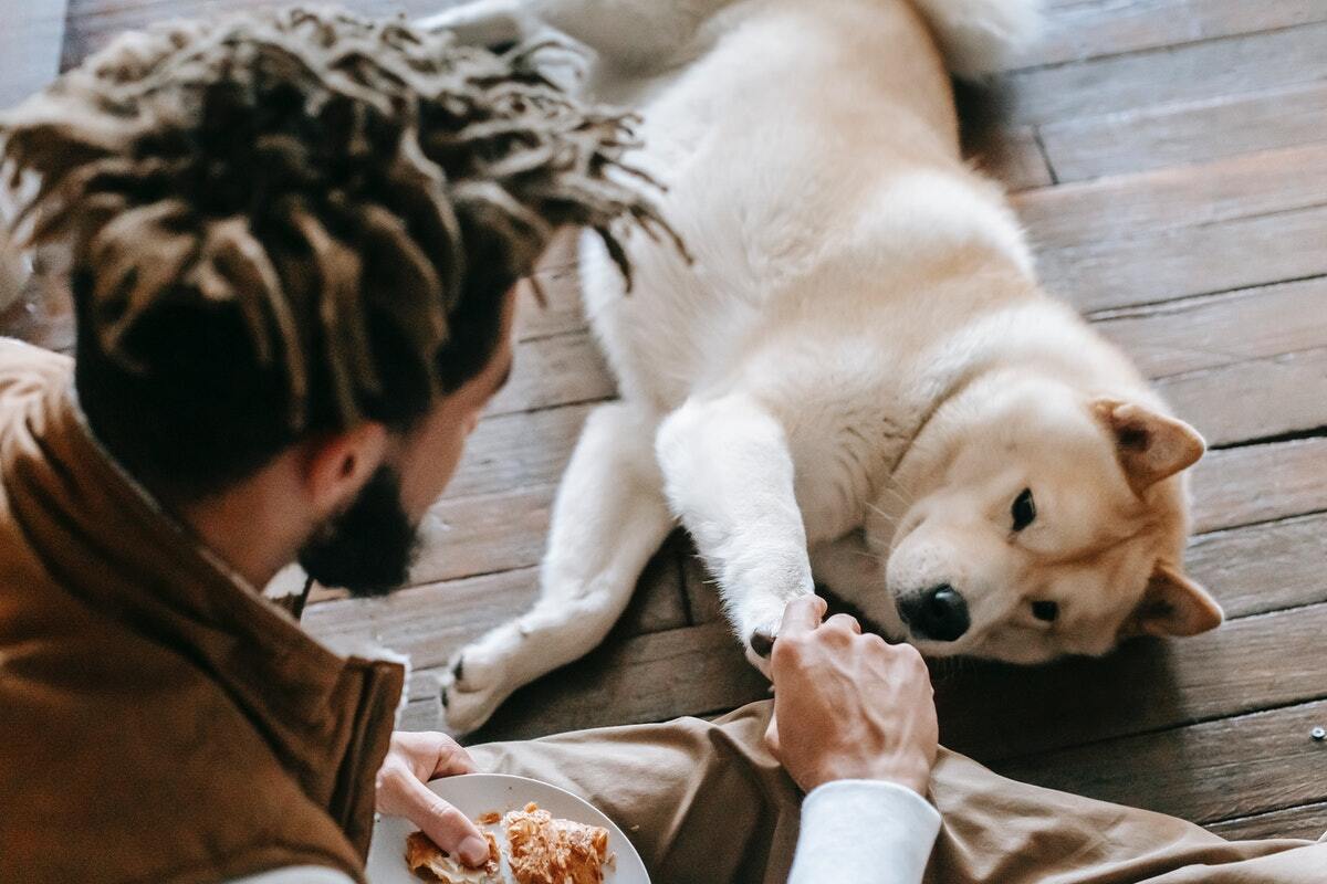 Prefer Pets to People? Make Your Dog or Cat Swoon With These 18 Steals