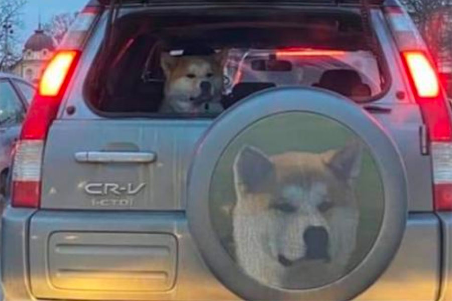 Mandatory Laughs: Today’s Funny Photos For 02-11-2021