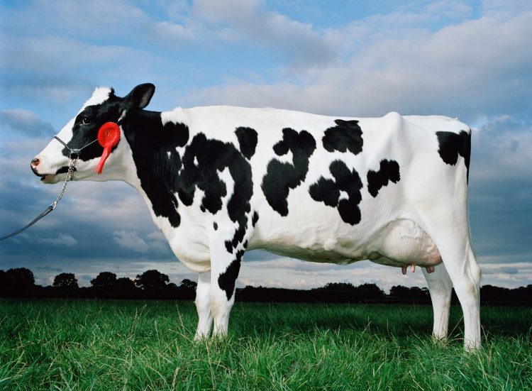 Cow Named Posh Spice Breaks World Record For Sexiest Heffer