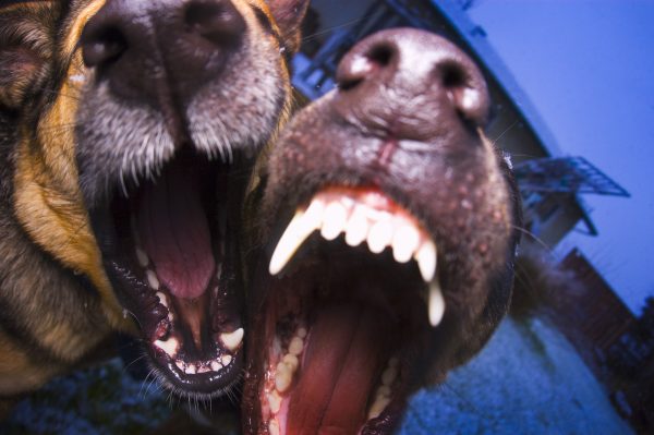 12 Terrifying Wild Animal Attack GIFs That Make Us Think We’ll Just ...