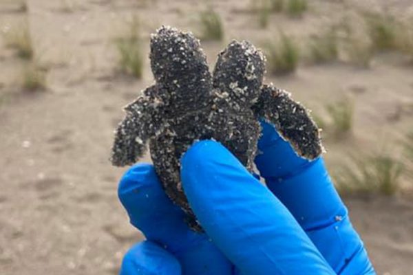 Meanwhile in South Carolina: Rare Double-Headed Turtle Discovered on Beach
