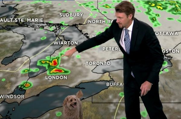 Meanwhile With Dogs: Weatherman’s Hungry Pup Steals the Actual Show ...