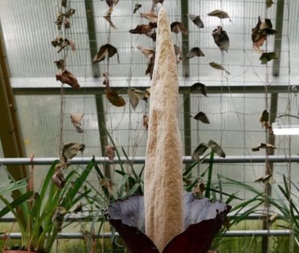 'Penis Plant’ Blooms For First Time in 25 Years, And You Won’t Believe ...