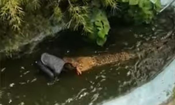 Meanwhile in Nature: Tourist Snaps Selfie With Crocodile, Croc Snaps ...