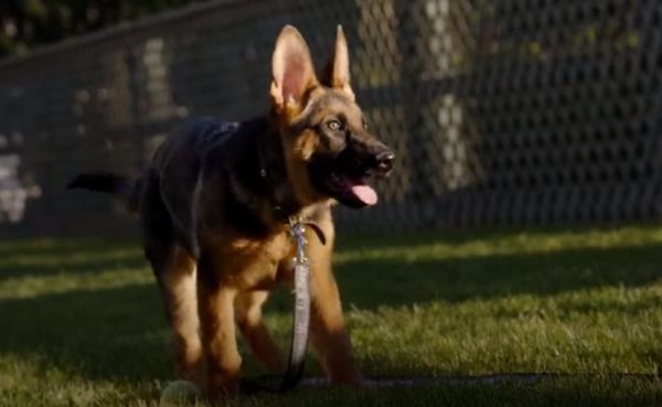 Watch President Joe Biden Welcome Third German Shepherd to the White ...