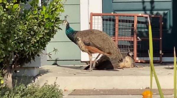 Meanwhile in California: Peacocks Invade Residential Neighborhood, Shit ...