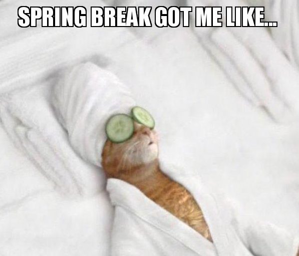 Mandatory Laughs: 15 Funniest Spring Break Memes