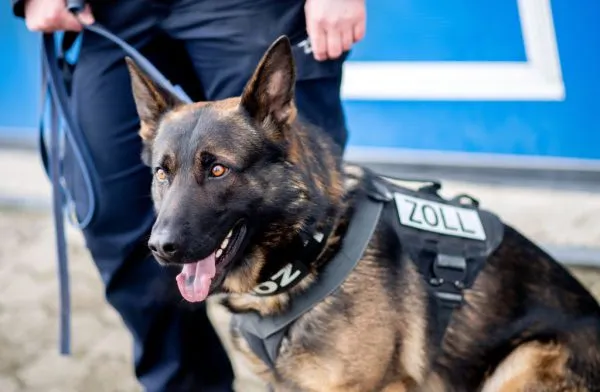 Are Police Dogs Trained To Smell Nicotine