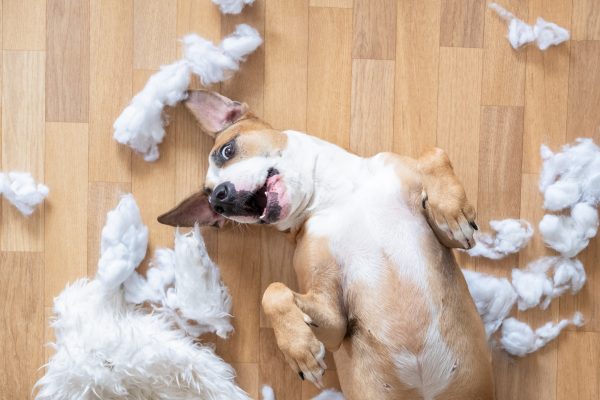 The Most Amazing Dog Videos of the Week 1-23-23