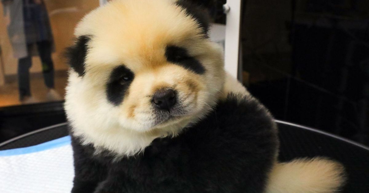 Chinese Zoo’s ‘Pandas’ Are Actually Huge Dogs in Disguise - Mandatory