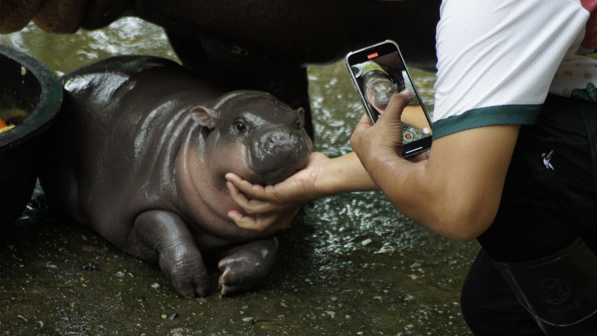 Thailand's Pygmy Hippo Moo Deng Gets Her Own Livestream - Mandatory