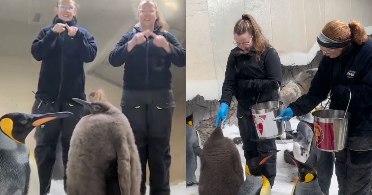 Aquarium Reveals Why Pesto the Penguin Is So Big - Mandatory