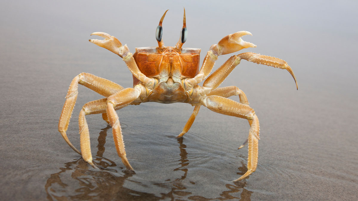 You Might Want to Stop Boiling Crabs and Lobsters After This New ...