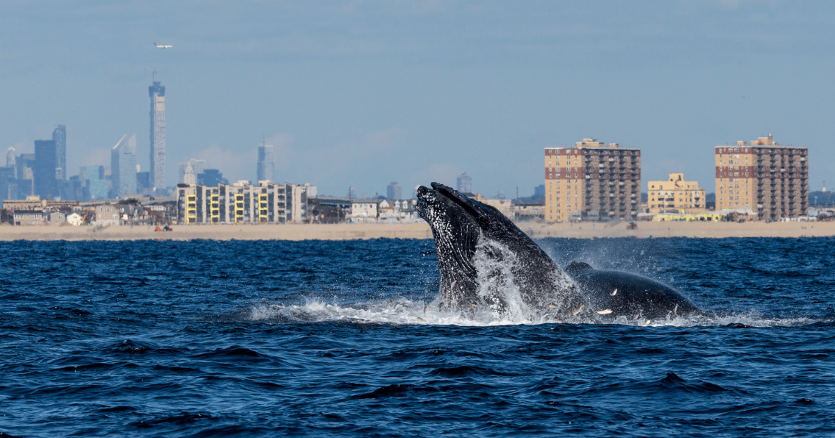Humpback Whale Spotted Under NYC's Brooklyn Bridge - Mandatory