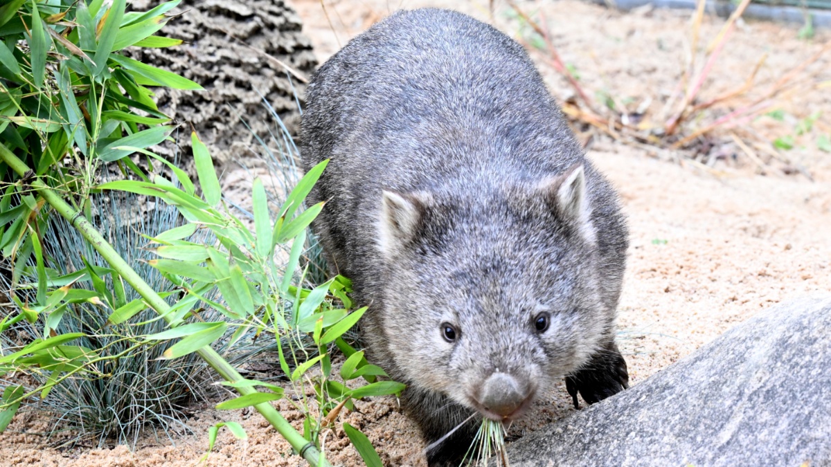Why Is Sam Jones Facing Backlash? Baby Wombat Incident Explained ...
