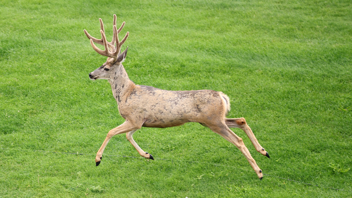 Virus-Infected Deer Terrorizes the Internet After Zombie Squirrels ...