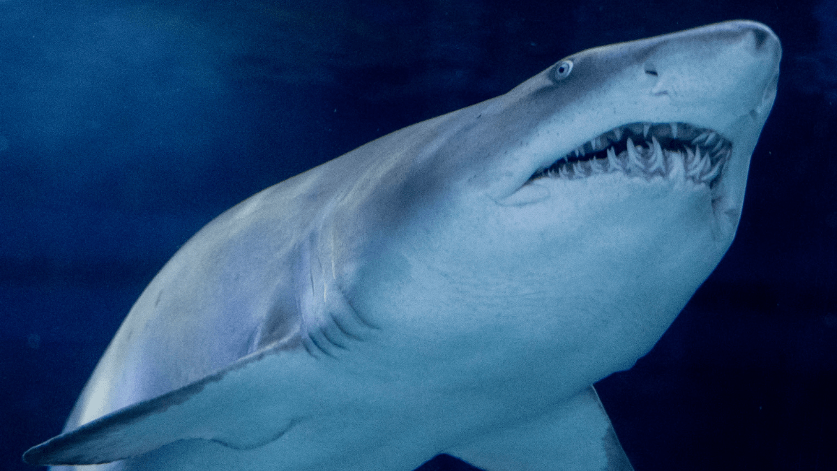 Bright Orange Shark Spotted in Costa Rica, Experts Weigh In - Mandatory