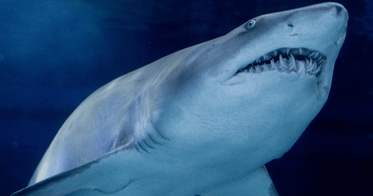 Bright Orange Shark Spotted in Costa Rica, Experts Weigh In - Mandatory