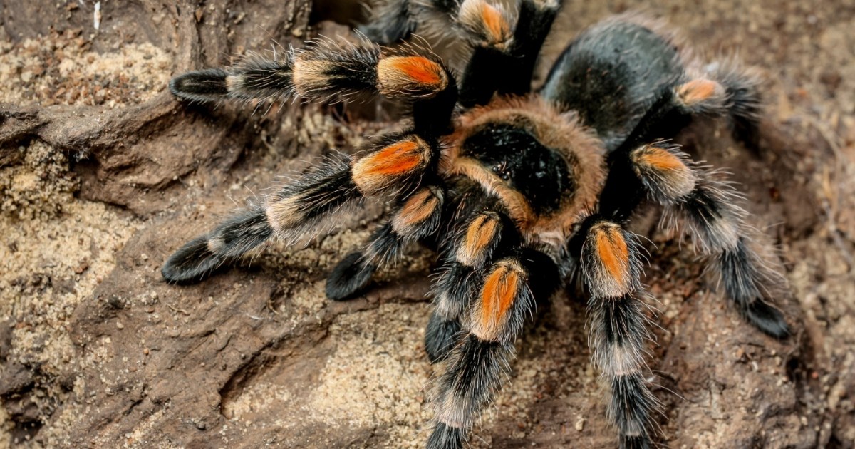 New Tarantulas Discovered With Huge Genitals - Mandatory