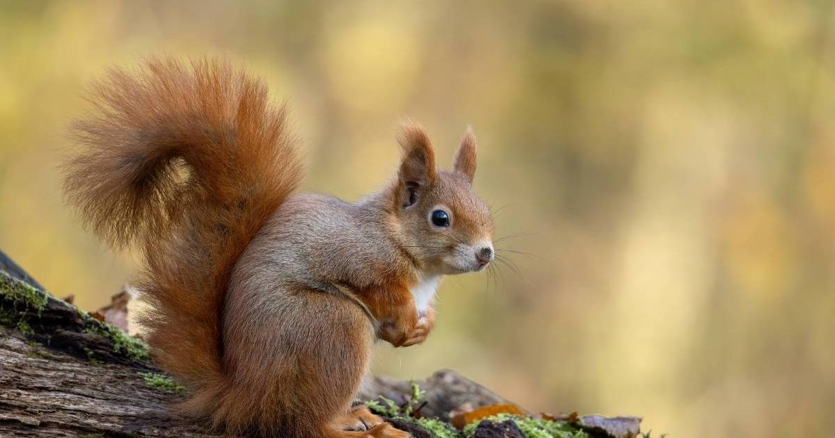 ‘Zombie Squirrels’ With Pus-Filled Turmors Invade US Backyards - Mandatory