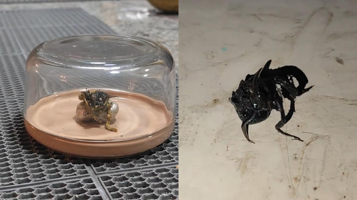 Viral Clip of Venom-like Beast Emerging From Meteorite Debunked - Mandatory