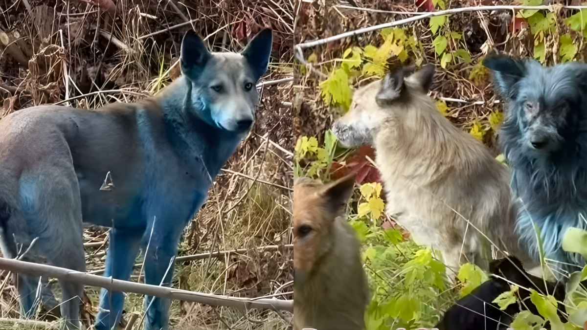 Blue Dogs Have Been Spotted in Chernobyl, Video Suggests - Mandatory